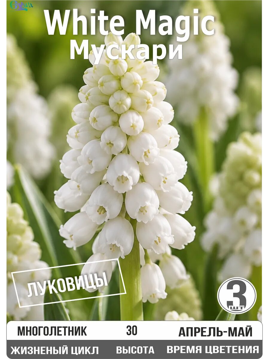 Мускари Уайт Меджик, луковицы многолетние 3 шт
