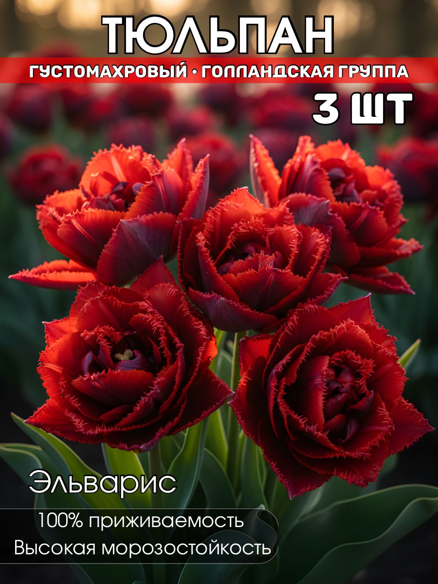 Тюльпан Эльварис луковицы 3 шт