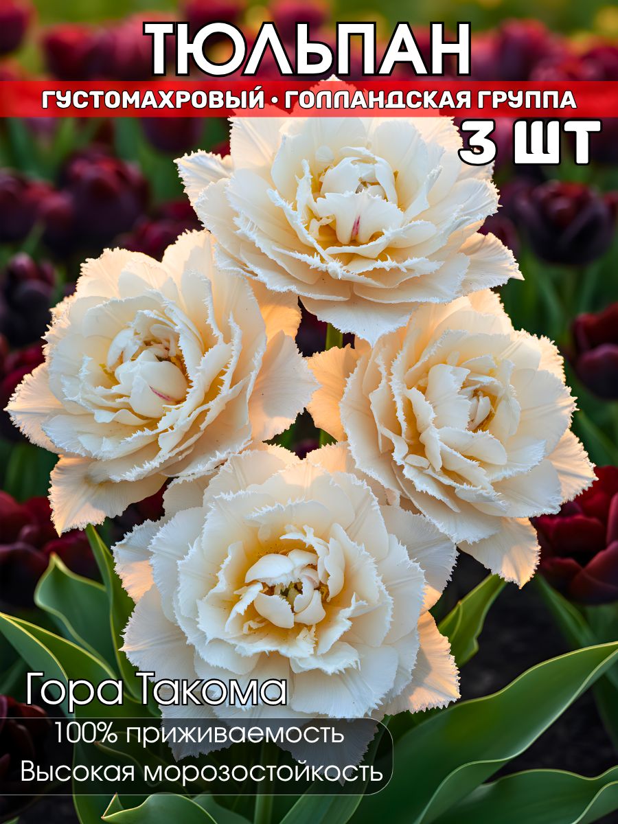 Тюльпан Гора Такома луковицы 3 шт