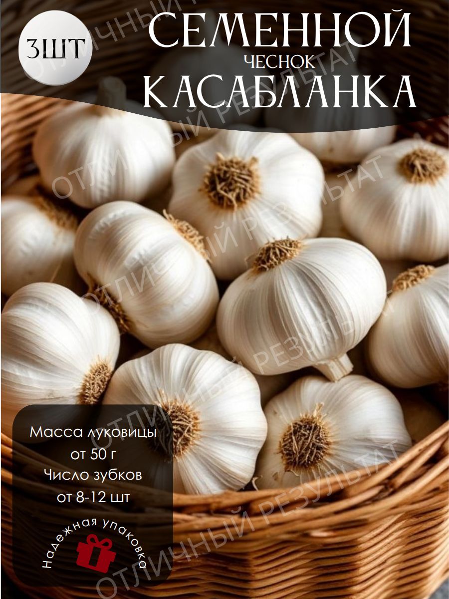 Семенной Чеснок