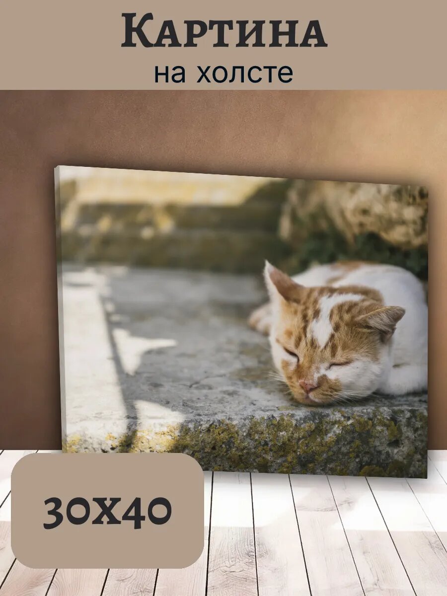 Картина Кот Кошка Cat 30x40 спящий рыжий на камне