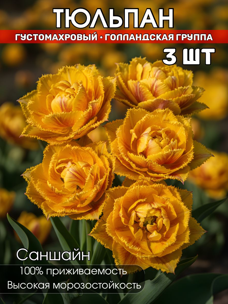 Тюльпан Саншайн луковицы 3 шт