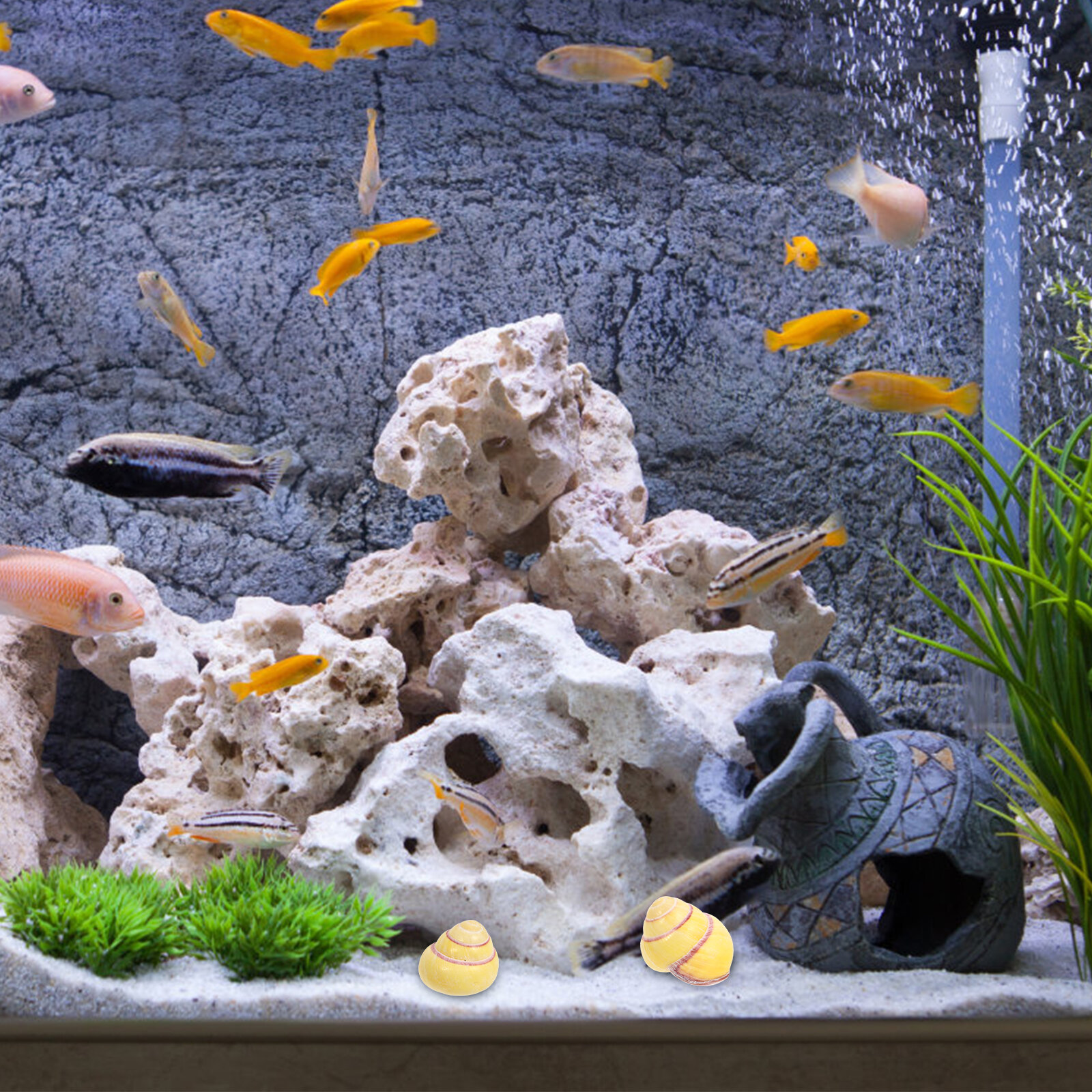 3 Штуки Природные Ракушки Для Аквариума Безопасные Для Водных Животных 2 5X2 1X2 1Cm