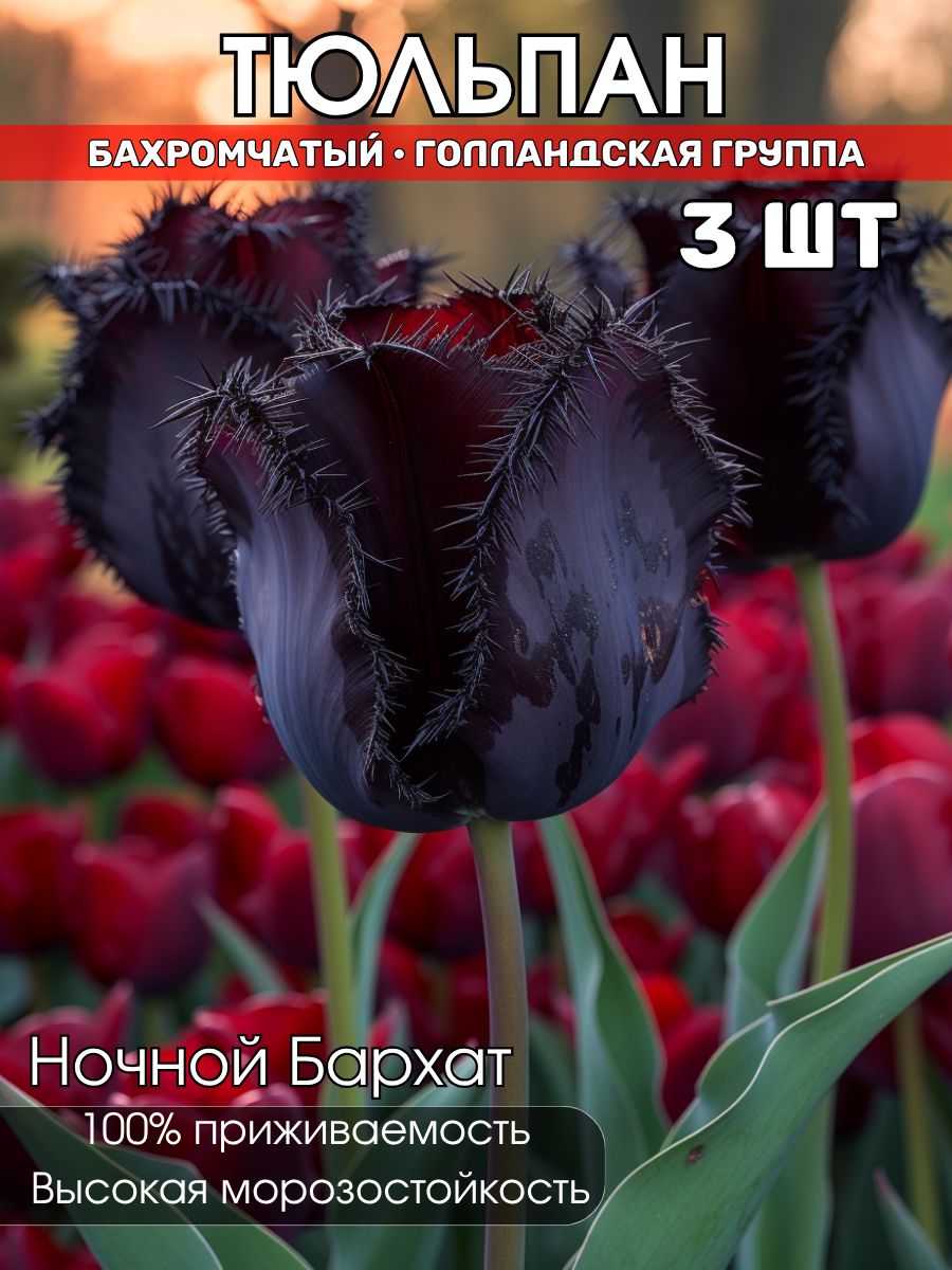 Тюльпан Ночной Бархат луковицы 3 шт