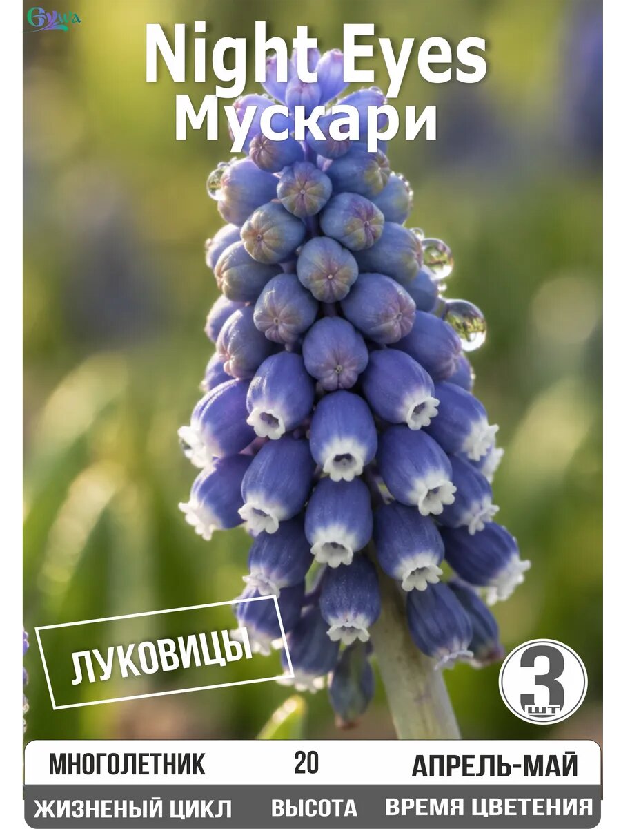 Мускари Найт Айз, луковицы многолетние 3 шт