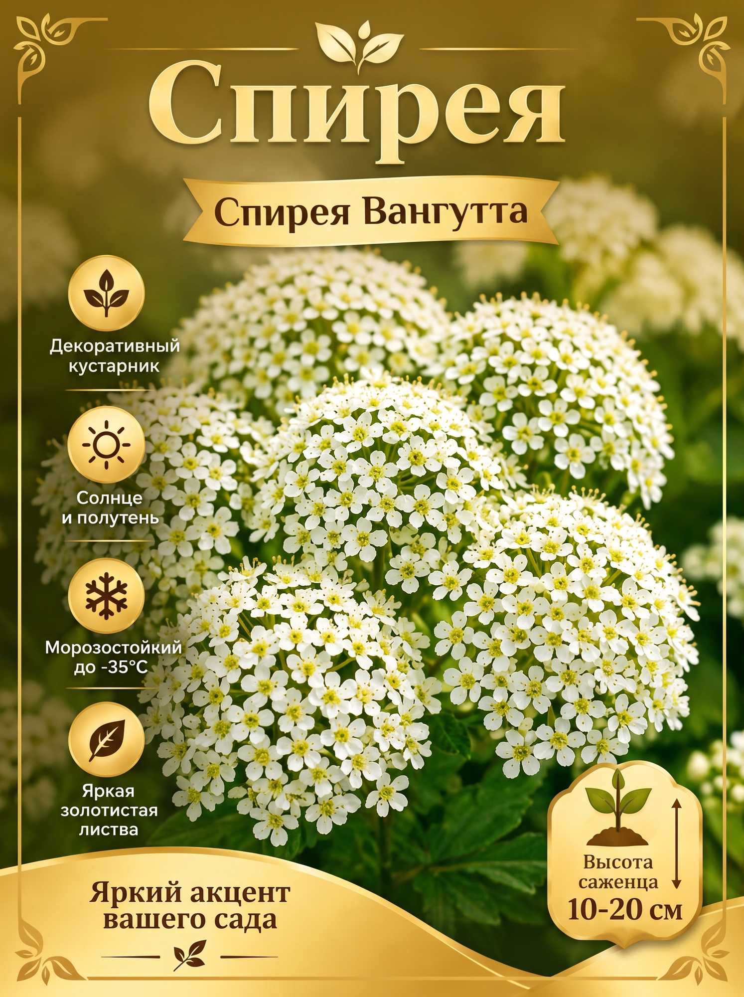 Спирея Вангутта