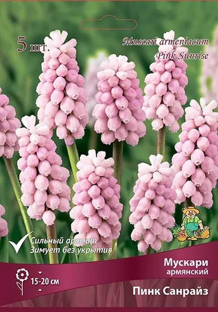 Луковицы цветов Мускари Армянский Пинк Санрайз 5-6/К, 5 шт