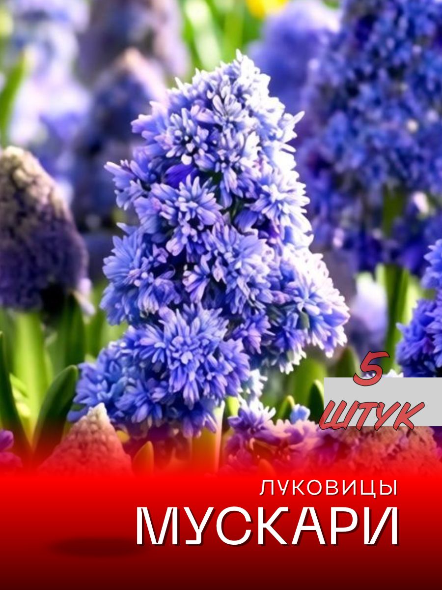 Луковицы Мускари
