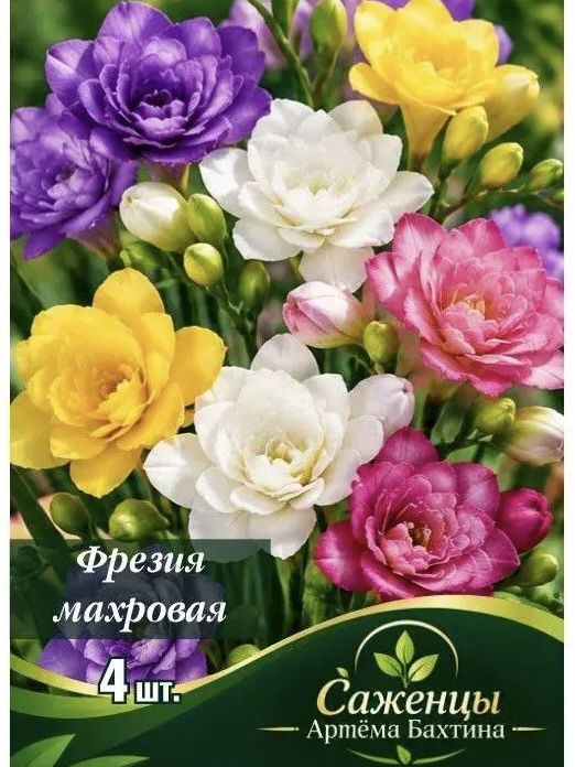 Фрезия 4шт. Смесь окрасок