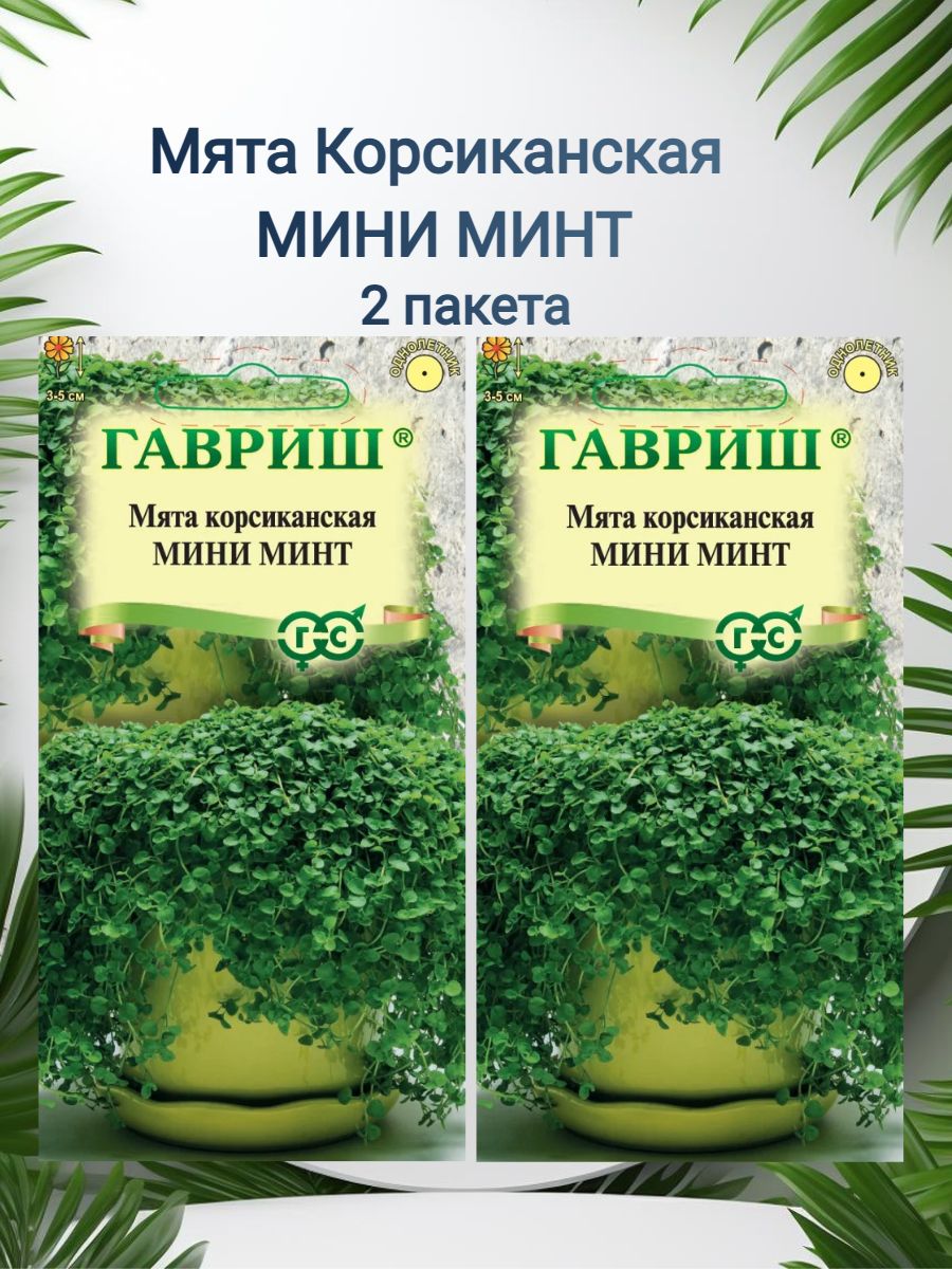 Мята корсиканская Мини Минт 2 пакета семян