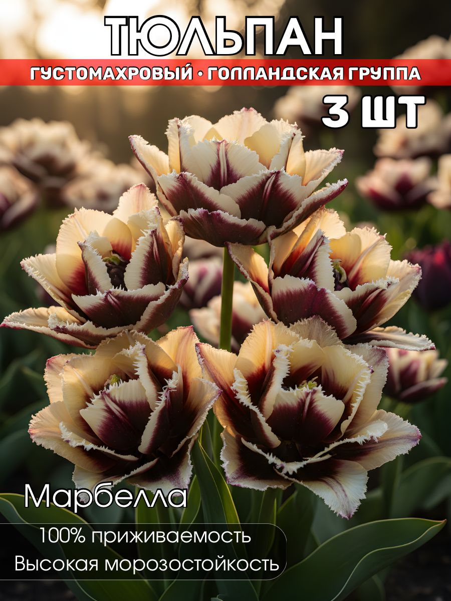 Тюльпан Марбелла луковицы 3 шт
