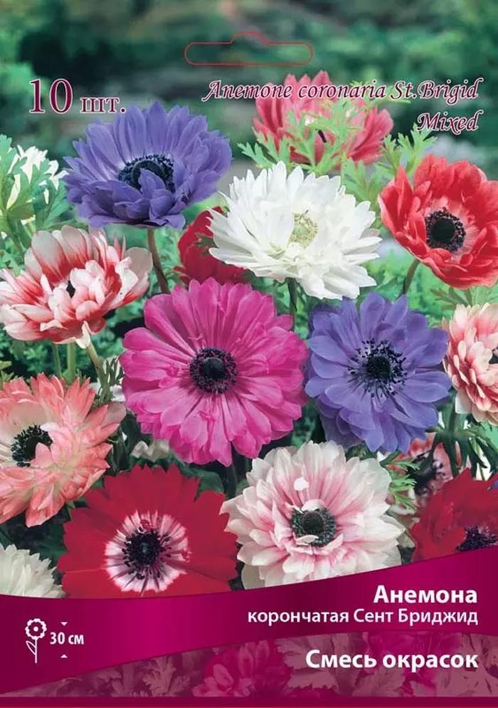 Луковицы цветов Анемона корончатая Сент Бриджид, смесь 5/6, 10 шт