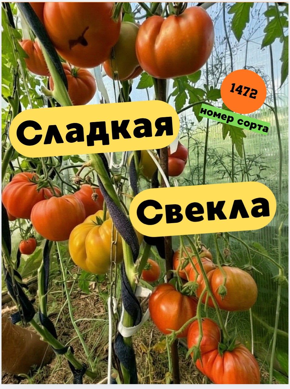 Семена томата Сладкая свекла. (Коллекционный )10 шт