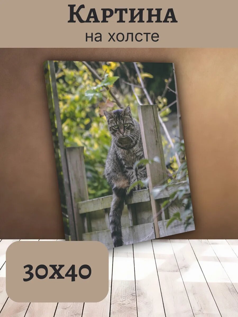 Картина Постер Кот Кошка Cat 30x40 полосатый на Заборе
