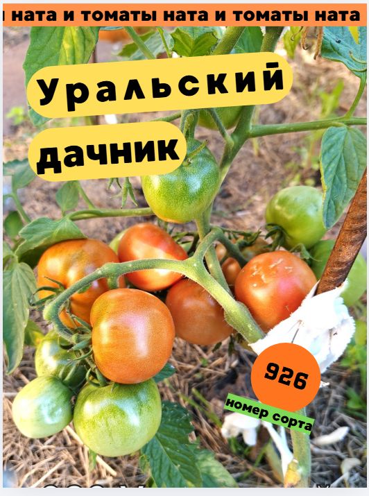 Семена томата Уральский дачник томат Коллекционный сорт 10 шт