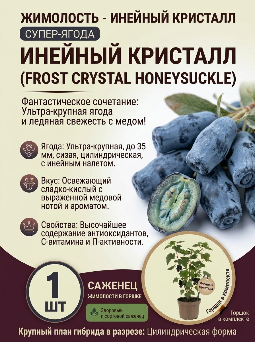 Жимолость саженец, Инейный Кристал, 1шт