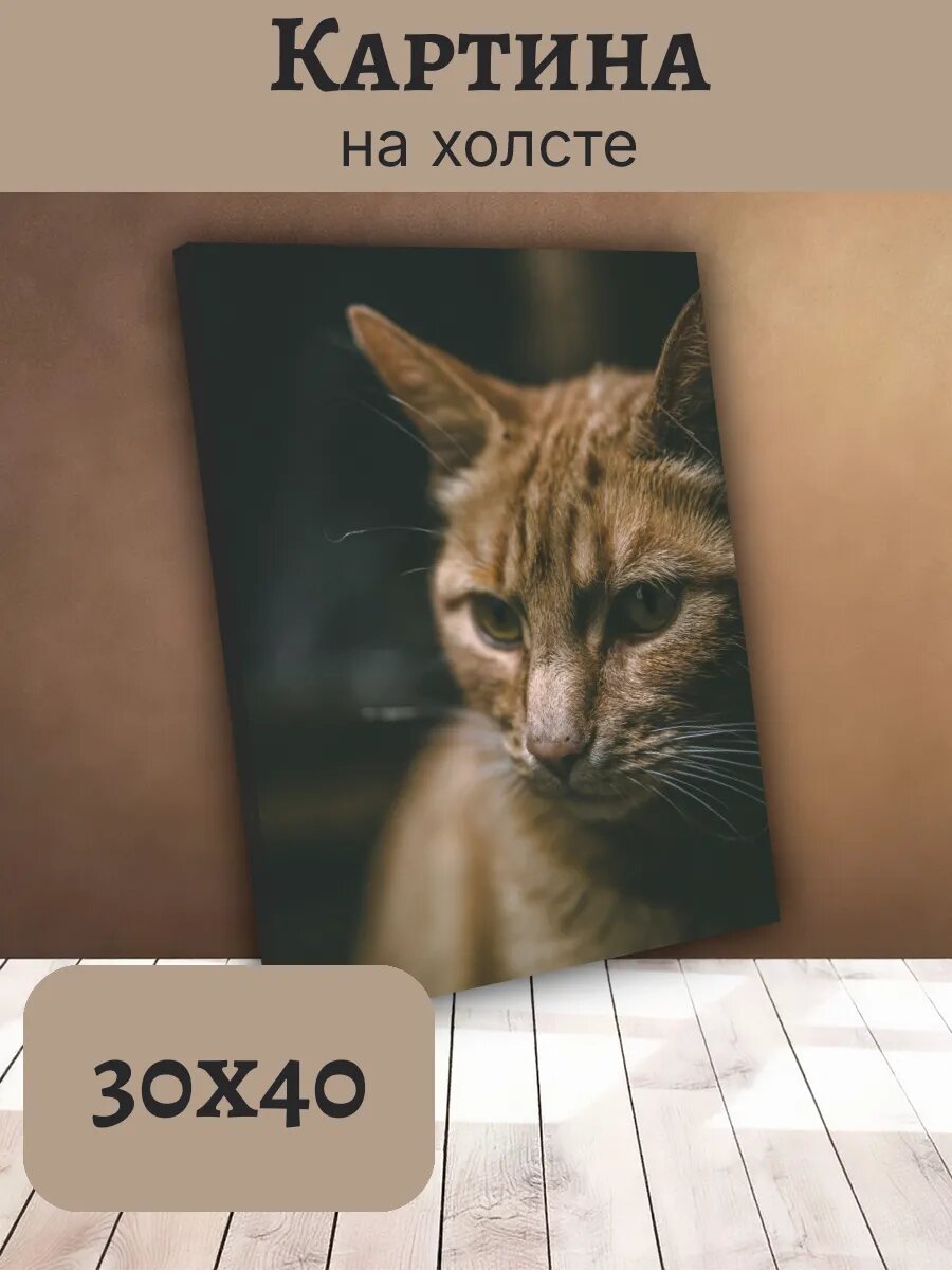 Картина Постер Кот Кошка Cat 30x40 рыжий полосатый