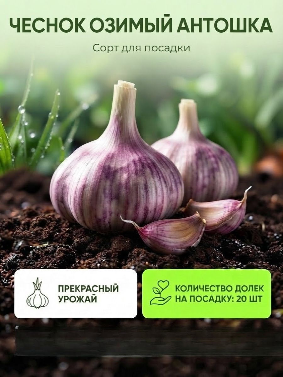 Чеснок озимый Антошка на посадку 20 зубчиков