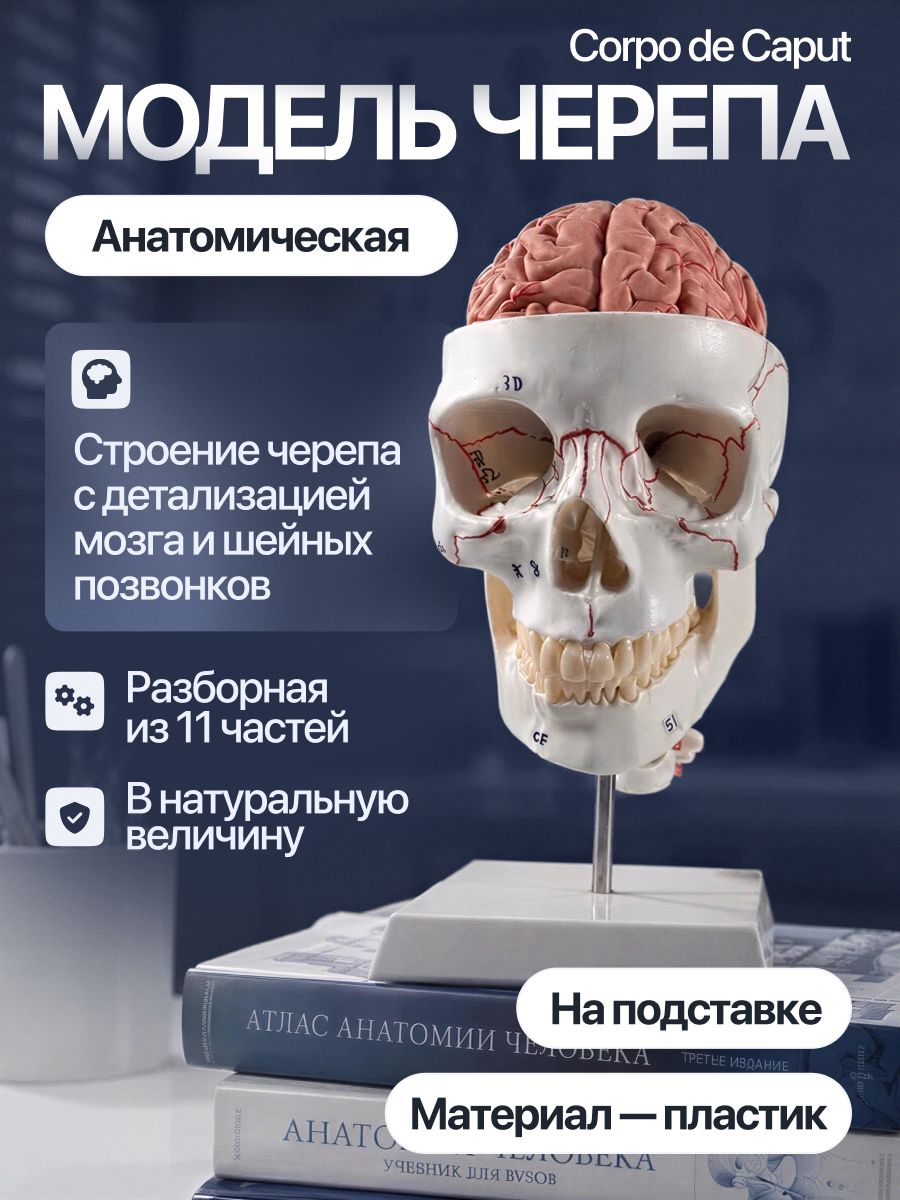 Разборная анатомическая модель черепа Corpo de Caput с детализацией мозга и шейных позвонков