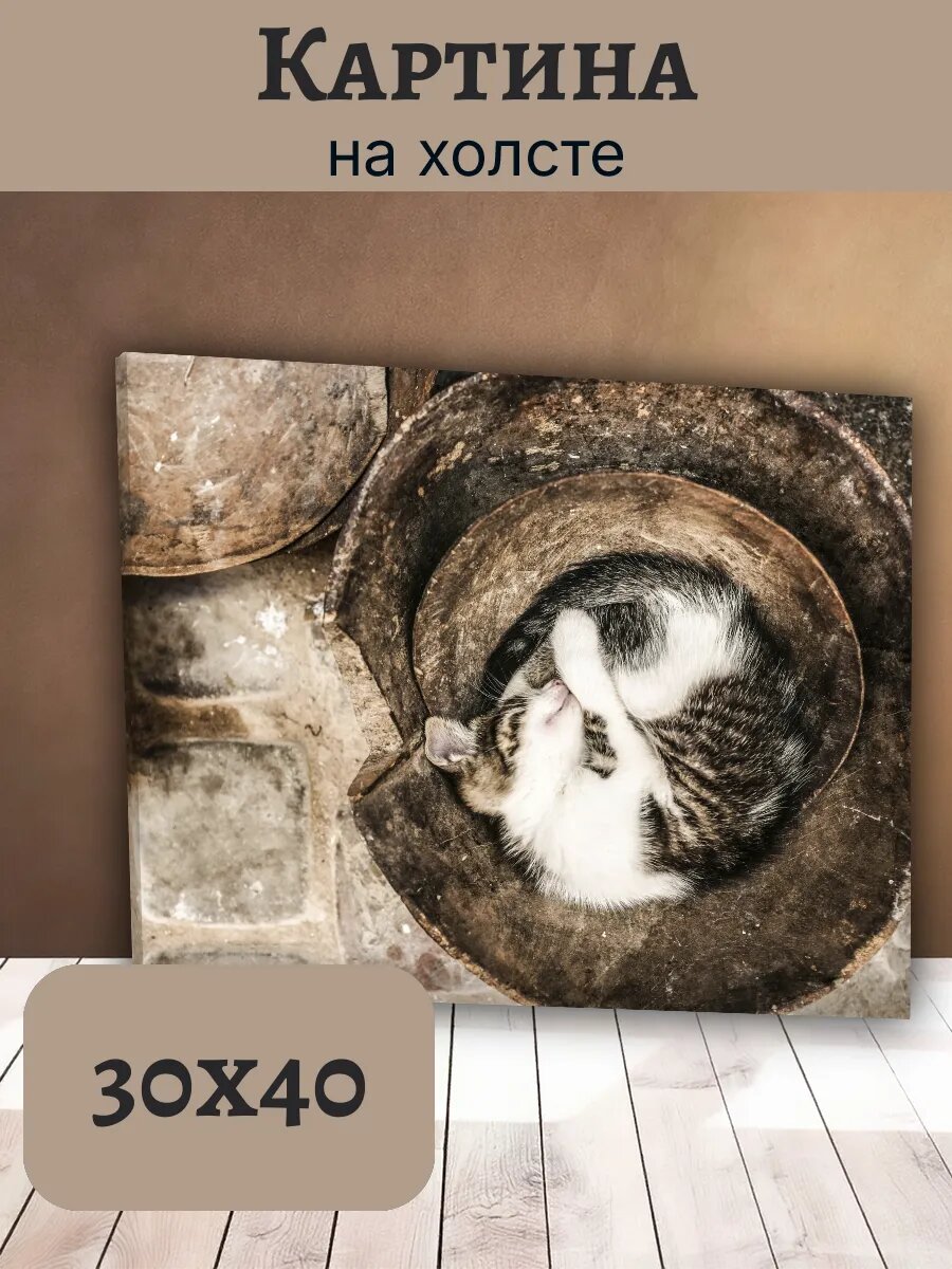 Картина Кот Кошка Cat 30x40 уютный спящий котенок