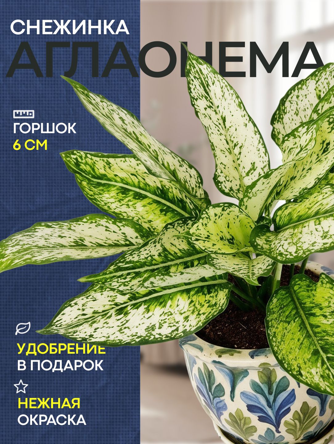 Аглаонема Снежинка саженец комнатного растения живой