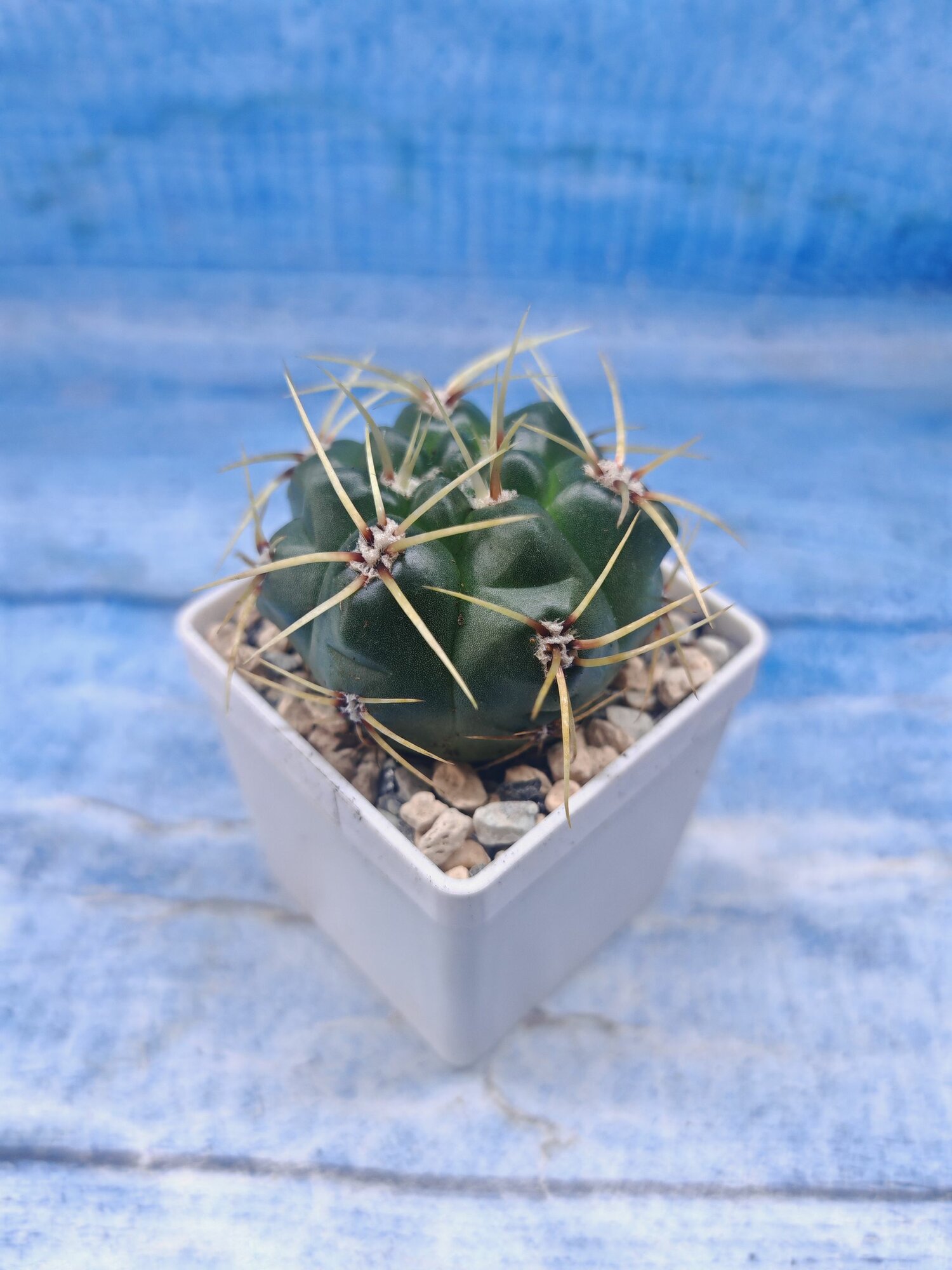 Кактус Gymnocalycium Monvillei (Гимнокалициум). Диаметр горшка 5 см. Субстрат Succuterra Classic и фирменный горшочек в комплекте.