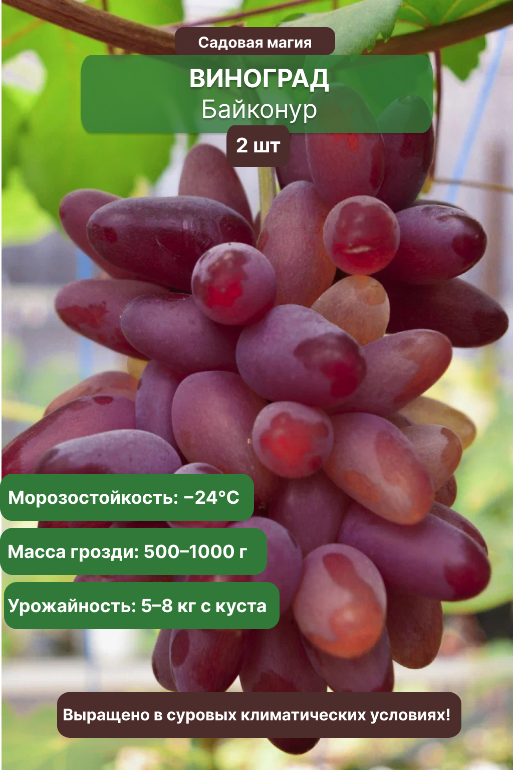 Виноград Байконур 2 шт / раннеспелый, морозостойкий ( — 24°C) сорт