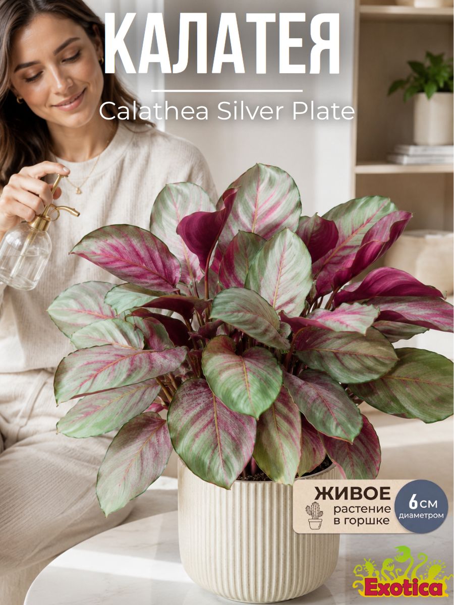 Калатея Сильвер Плейт (Calathea Silver Plate) D6см, растение в горшке