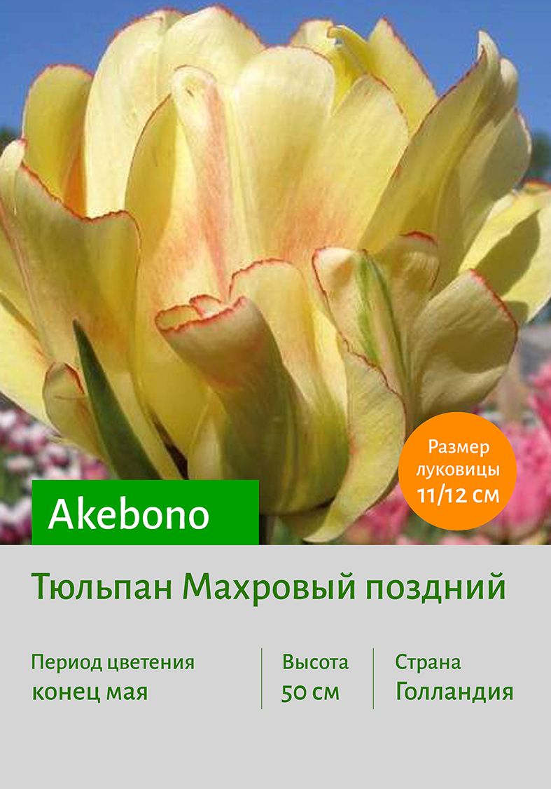 Тюльпан Акенобо (Akebono), махровый поздний. Луковицы, 3 шт. Сотка.