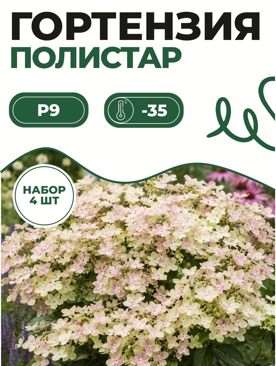 Гортензия P9 Полистар 4 шт. Саженец с ЗКС в горшке! Идеально для сада!