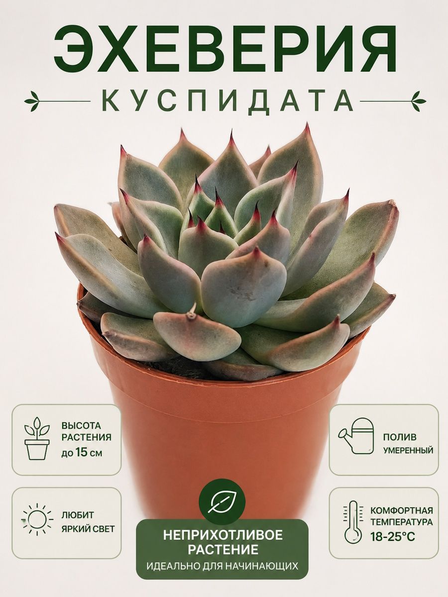 Эхеверия Куспидата (Eheveria Cuspidata) D-5 см