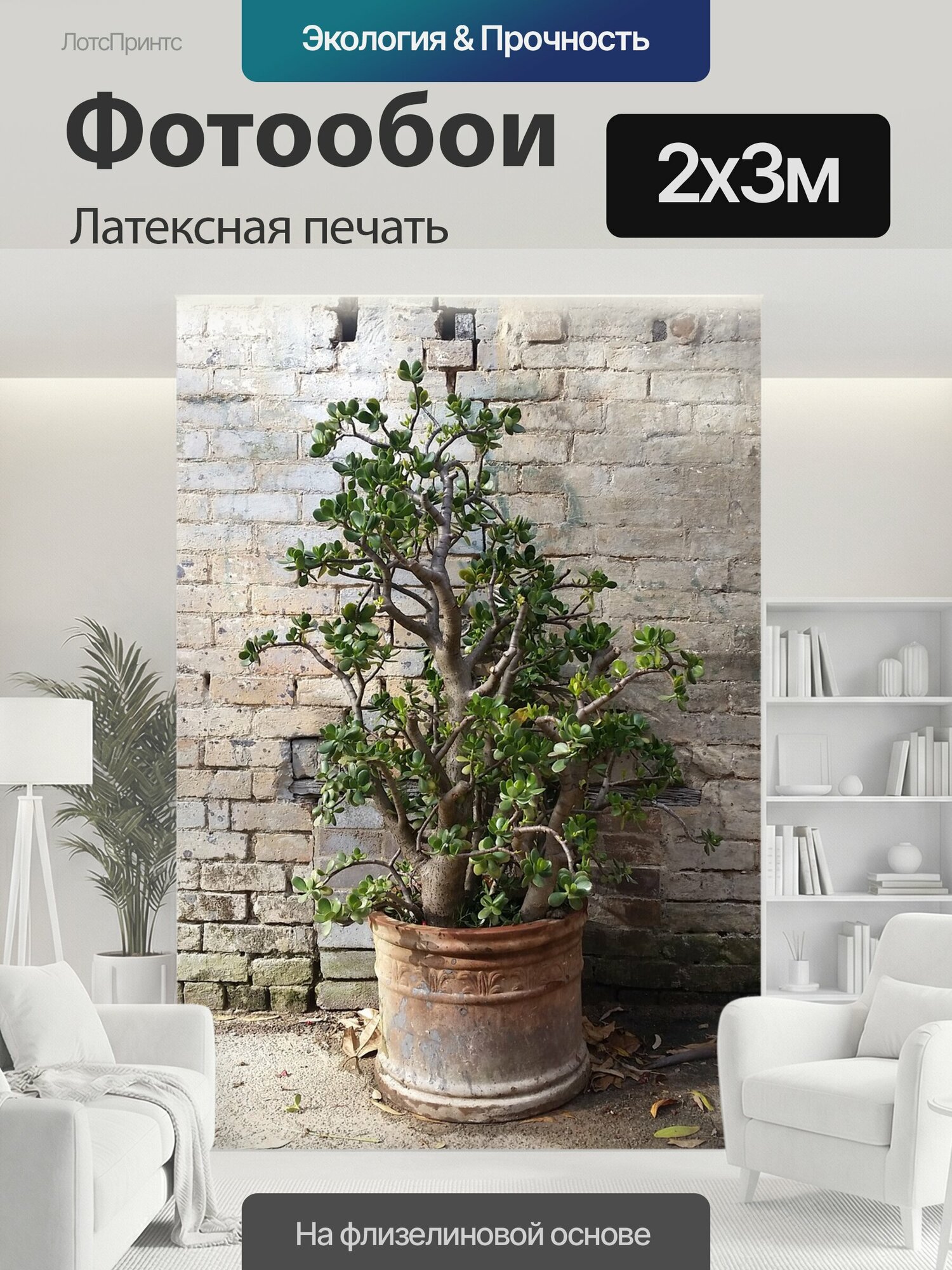 Фотообои моющиеся ударопрочные "Крассула яйцевидная, растение в горшке, денежное дерево" 200x300 см. латексная печать