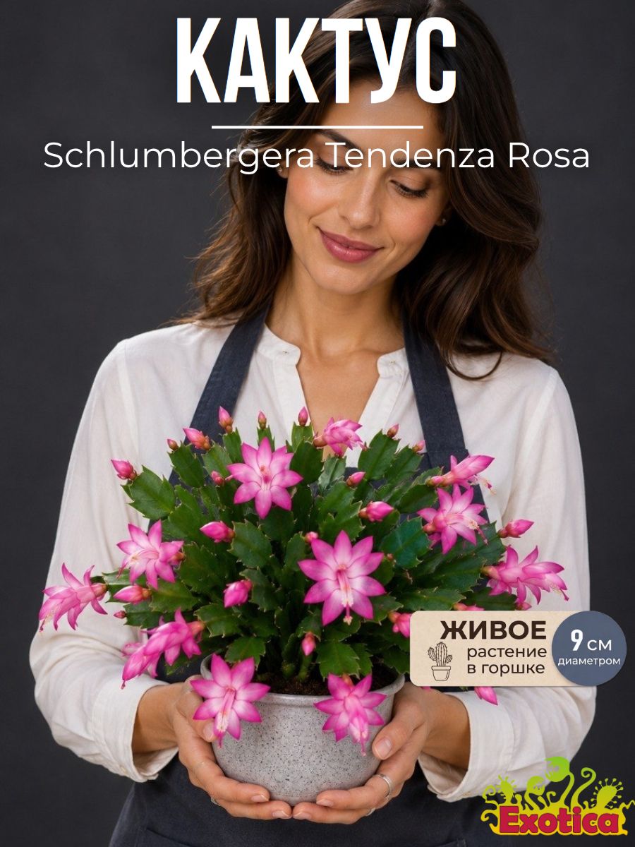 Декабрист Розовый, или Шлюмбергера (Schlumbergera Tendenza Rosa) D9см, живое растение