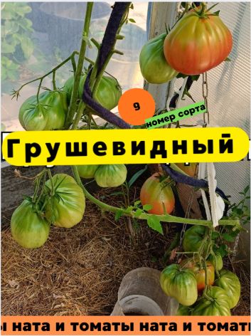 Семена томата Грушевидный малиново-розовый семейный сорт (Коллекционный )10 шт