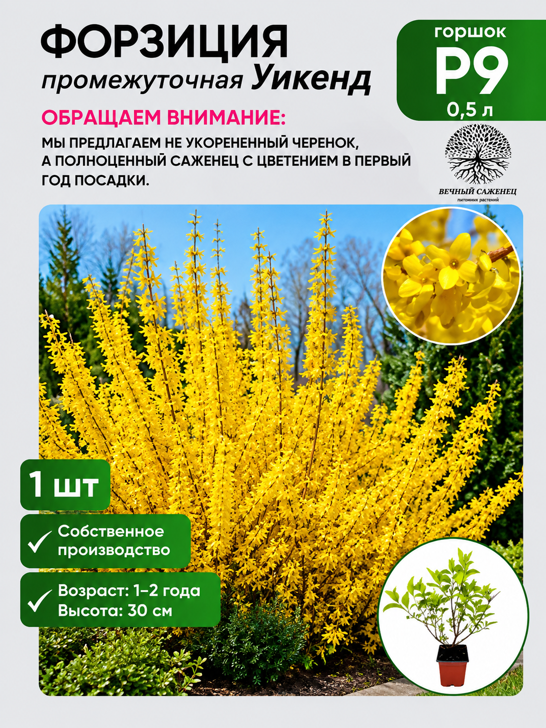 Форзиция промежуточная Уикенд, саженец для сада и дачи, декоративное растение для посадки
