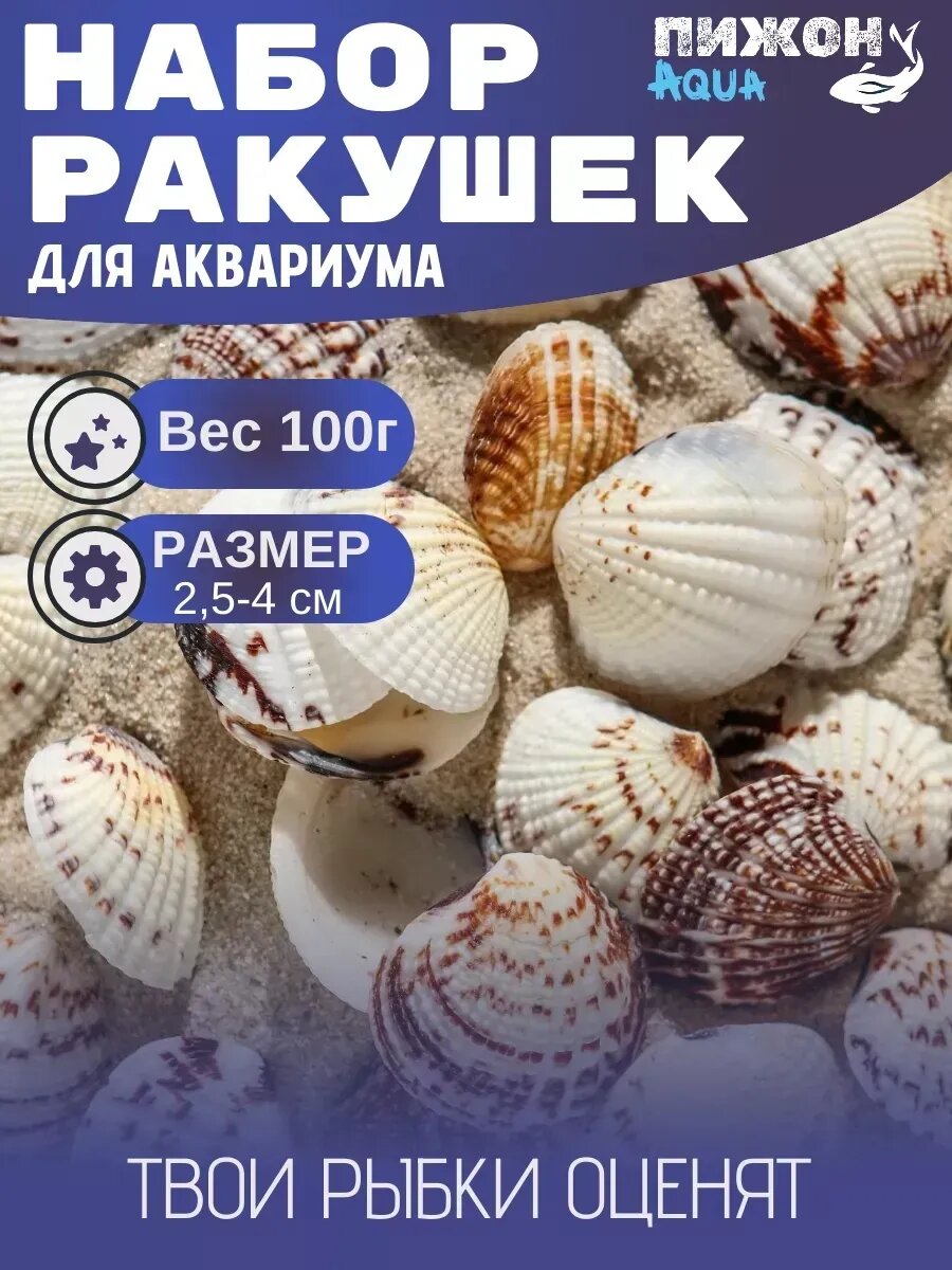 Набор ракушек, 2,5 - 4 см, 100 г