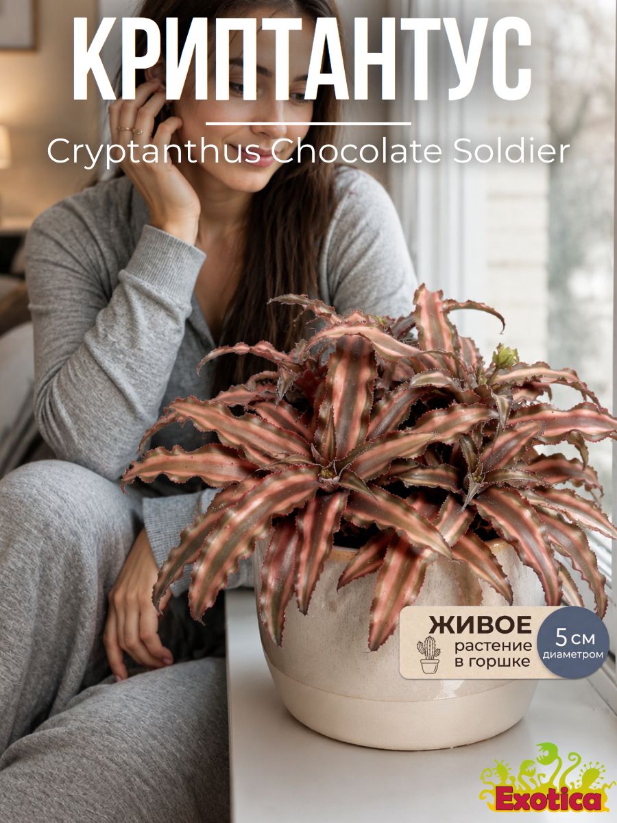 Криптантус Шоколадный (Cryptanthus Bivittatus Chocolate Soldier) D5см, комнатный цветок