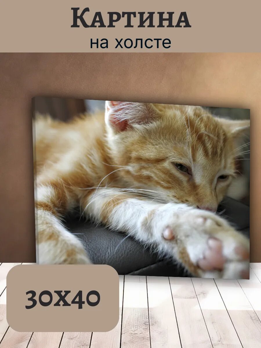 Картина Кот Кошка Cat 30x40 рыжий котенок спящий