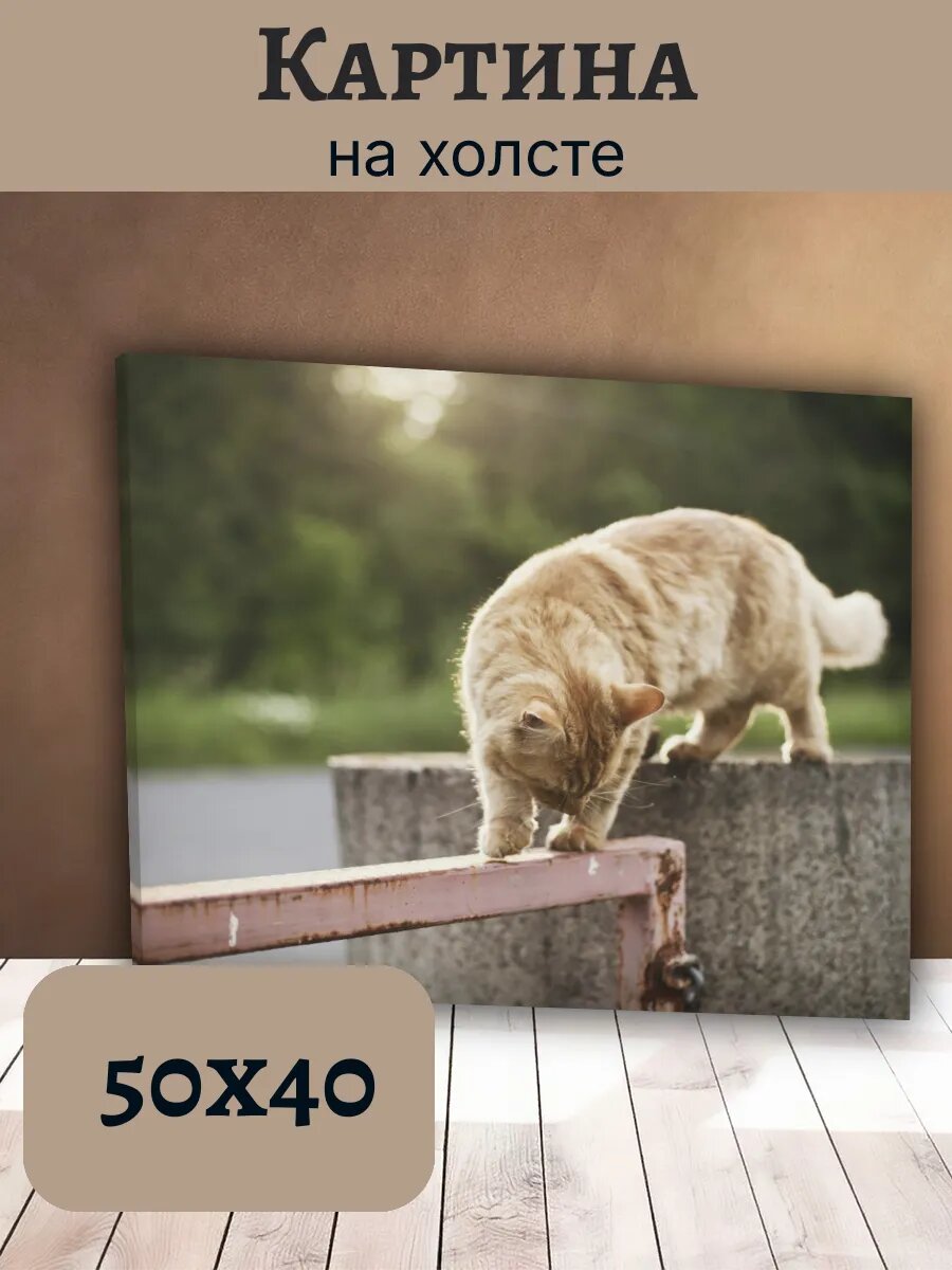 Картина Кот Кошка Cat 40x50 пушистый рыжий спускается