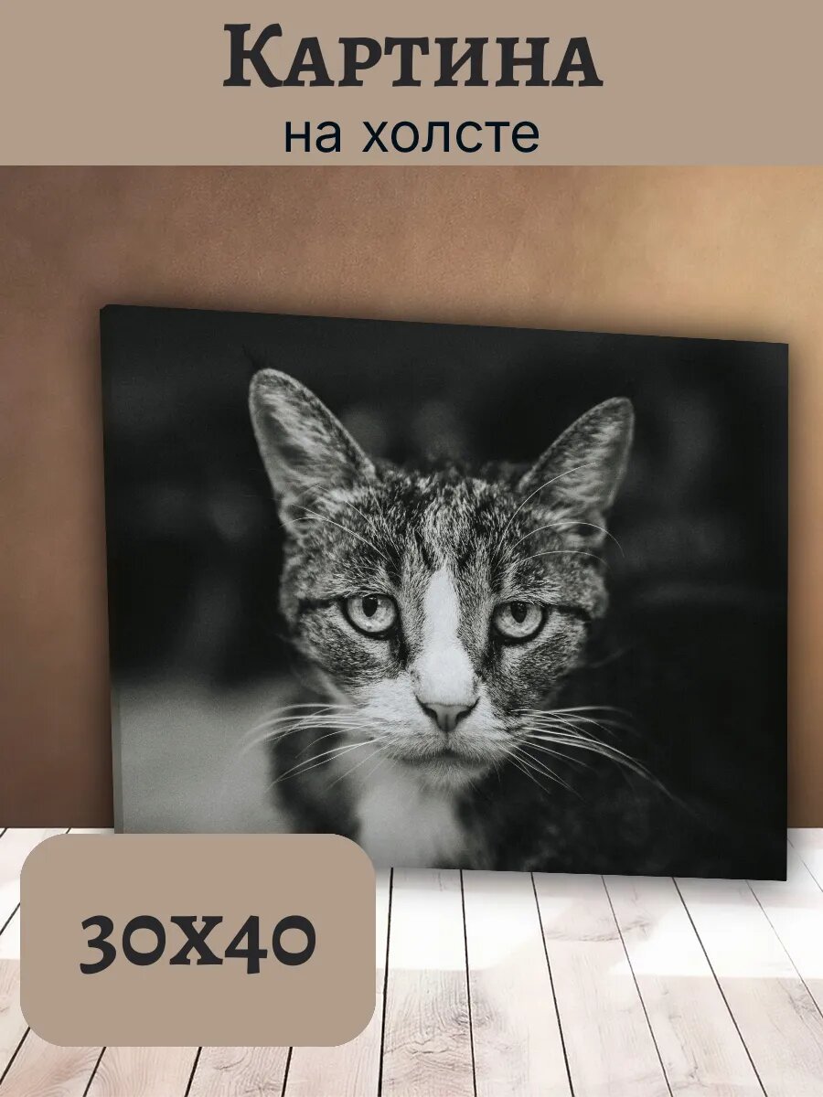 Картина Кот Кошка Cat 30x40 черно-белый портрет усатого