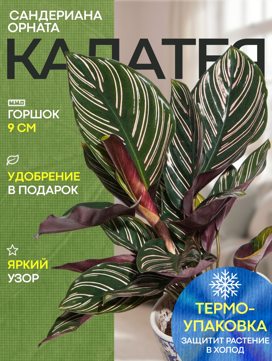 Калатея Сандериана Орната саженец комнатного растения живой