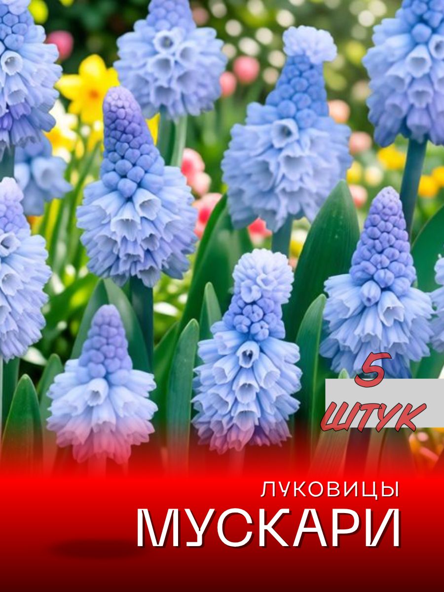 Луковицы Мускари