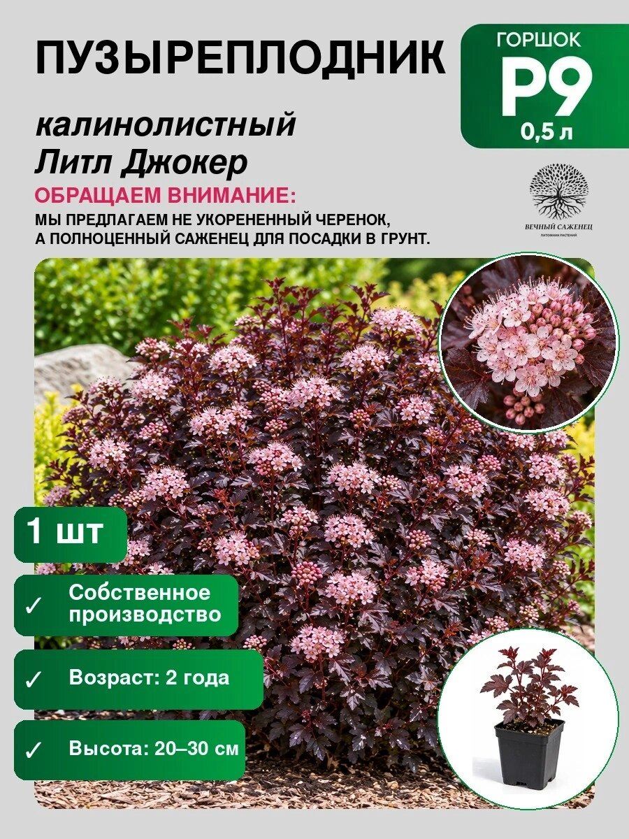 Пузыреплодник калинолистный Литл Джокер, саженец для сада и дачи, декоративное растение для посадки