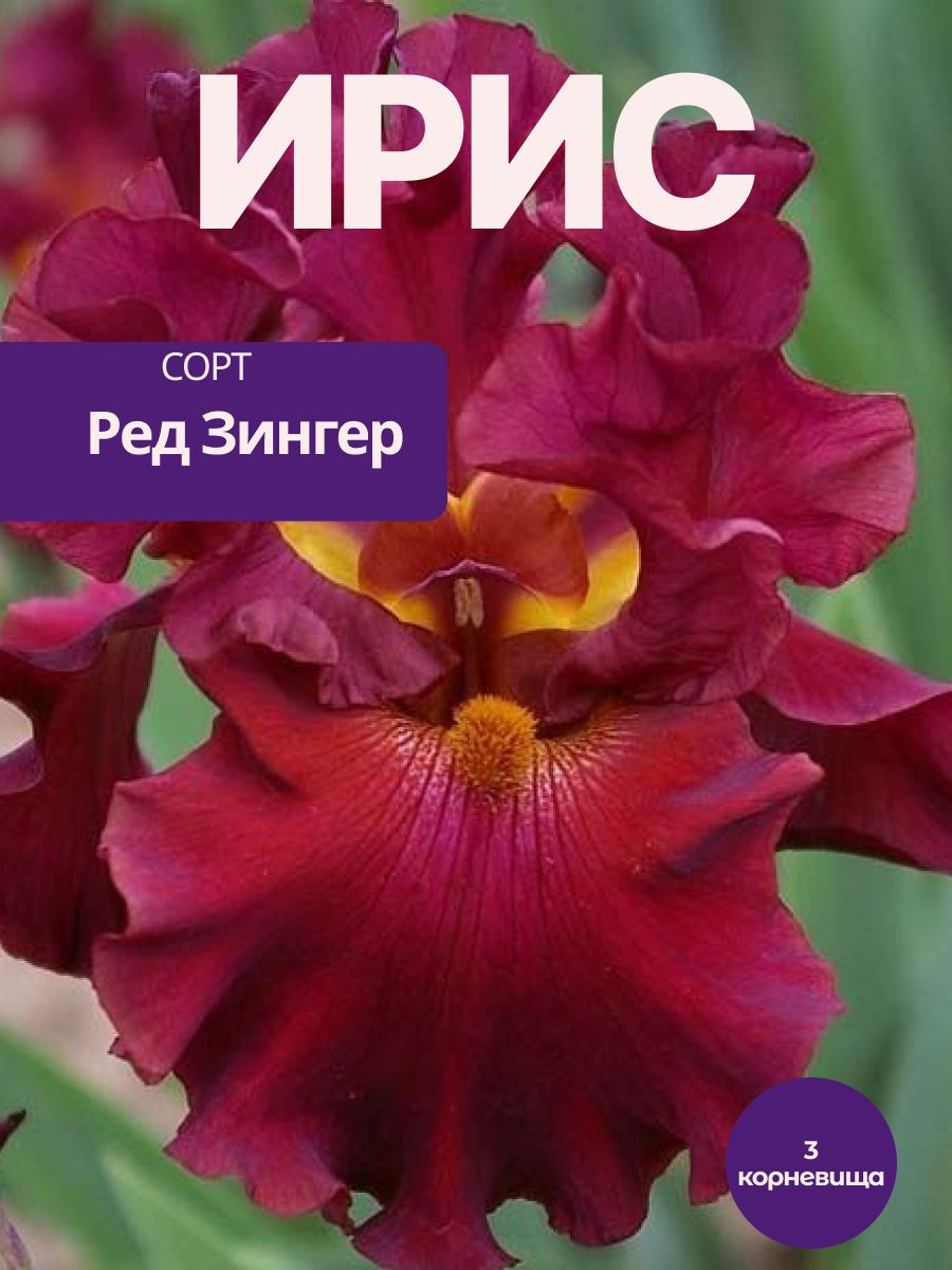 Ирис Ред Зингер, корневище 3 шт