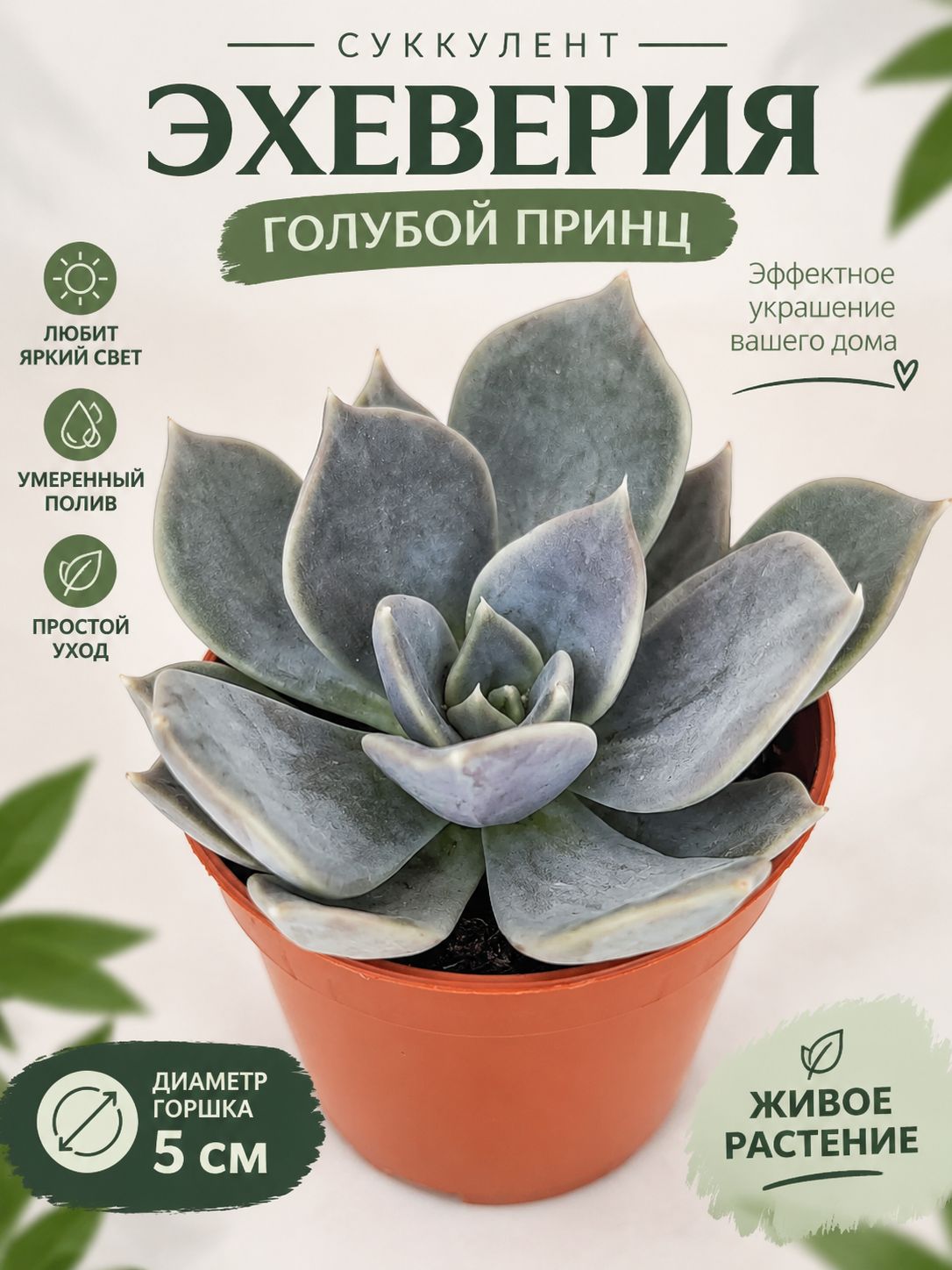Эхеверия Голубой Принц в горшке (живое растение), D-5 живое растение