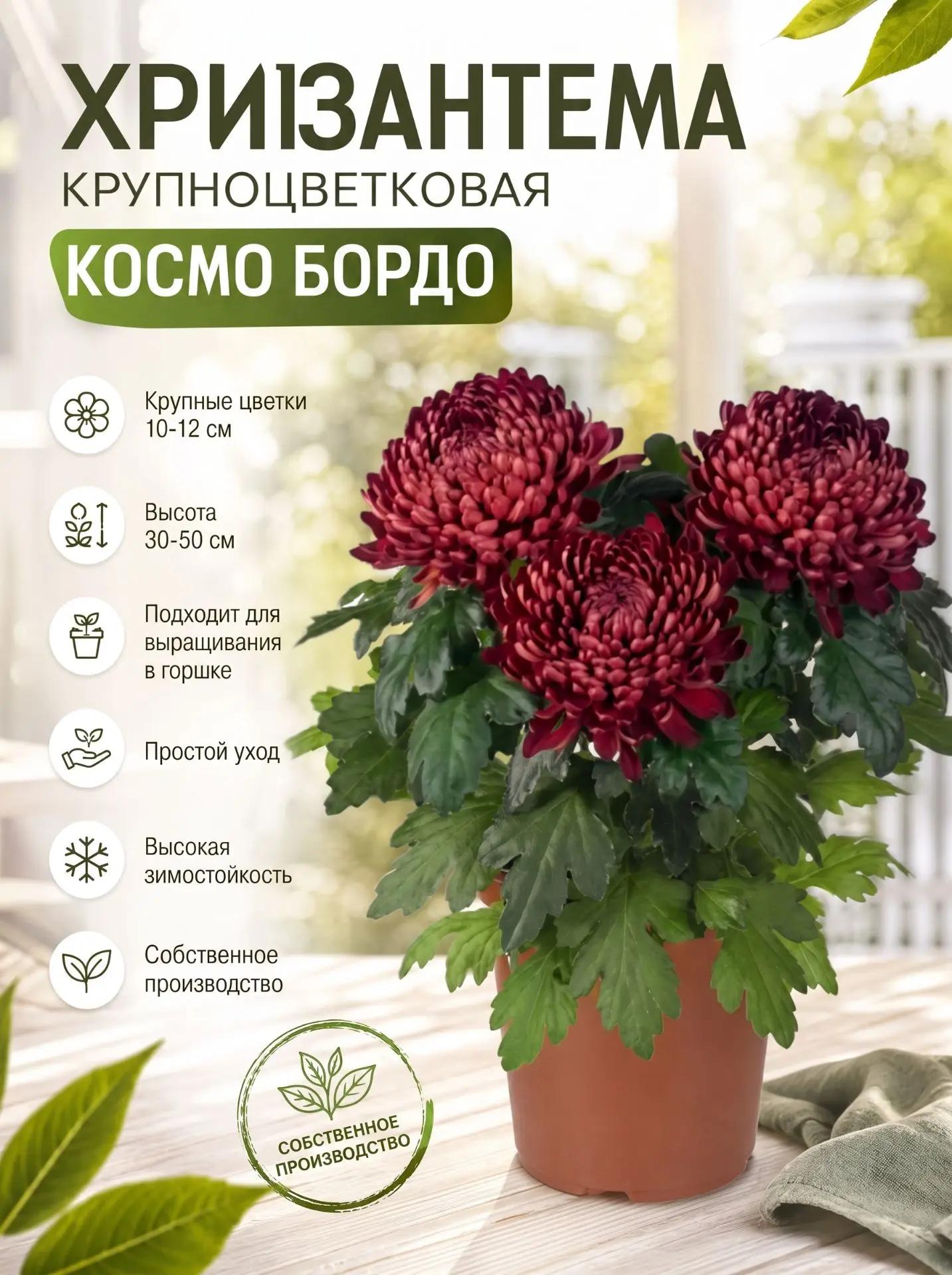 Хризантема «Космо Бордо»