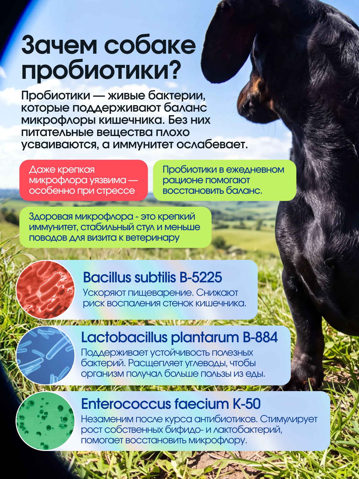 Сухой корм с пробиотиком Космобака с ягнёнком для собак мелких пород, 2 кг от Cosmopet