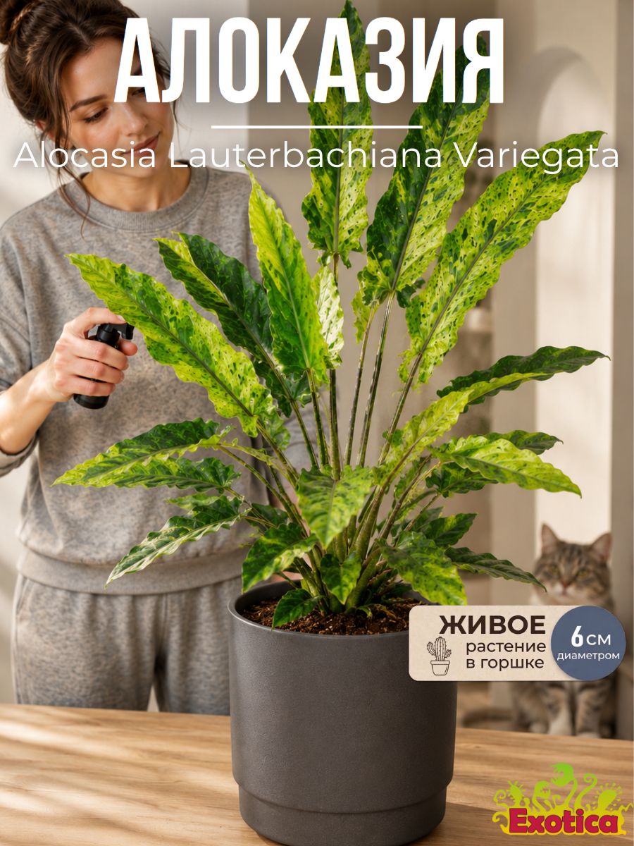 Алоказия Лаутербахиана Вариегатная (Alocasia Lauterbachiana Variegata) D6см, живое растение