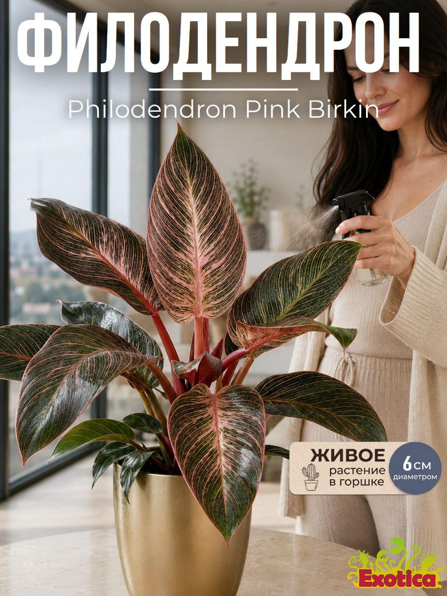Филодендрон Пинк Биркин (Philodendron Pink Birkin) D6см, домашний цветок