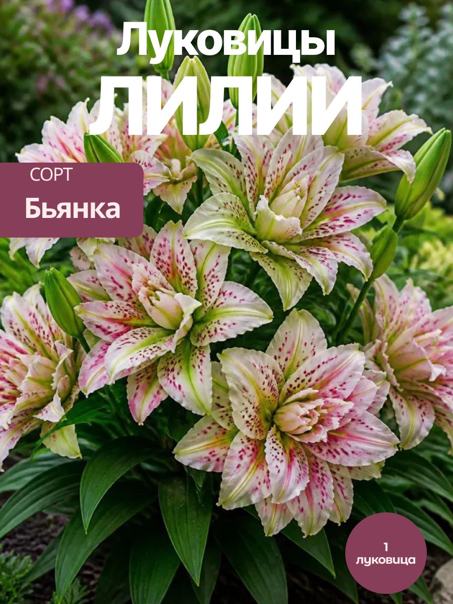 Луковицы Лилии Бьянка 1 шт